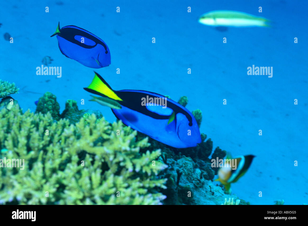 Side view of blue surgeonfish Okinawa Japan Stock Photo - Alamy