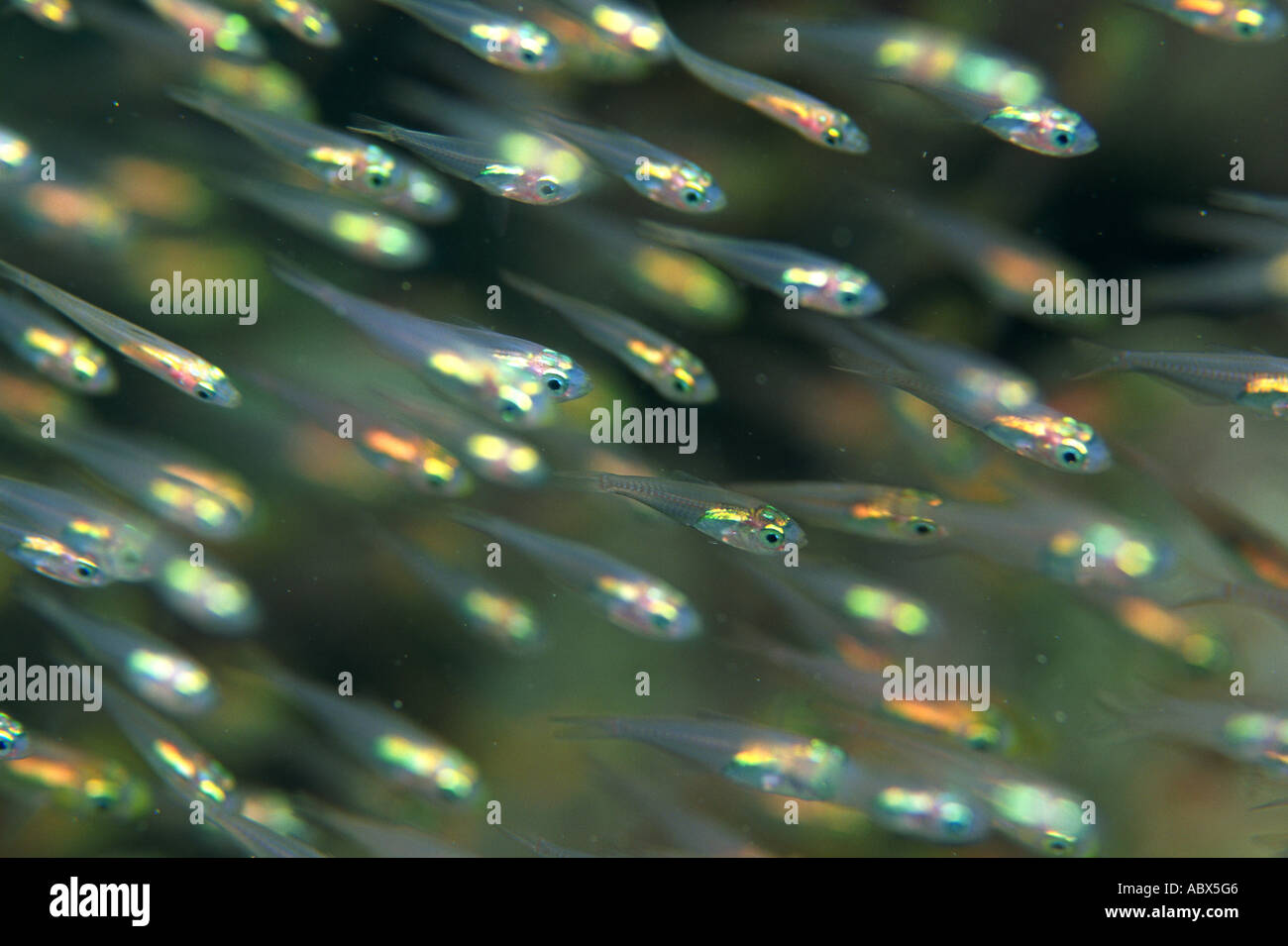 Large group of arrow cardinal fish Okinawa Japan Stock Photo - Alamy
