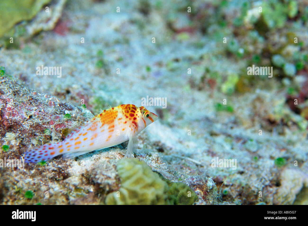 Orange fish with spots underwater hi-res stock photography and images ...