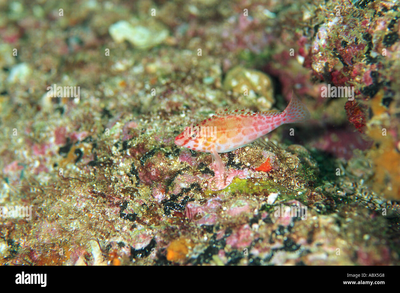 Falco hawk fish Mexico Stock Photo - Alamy