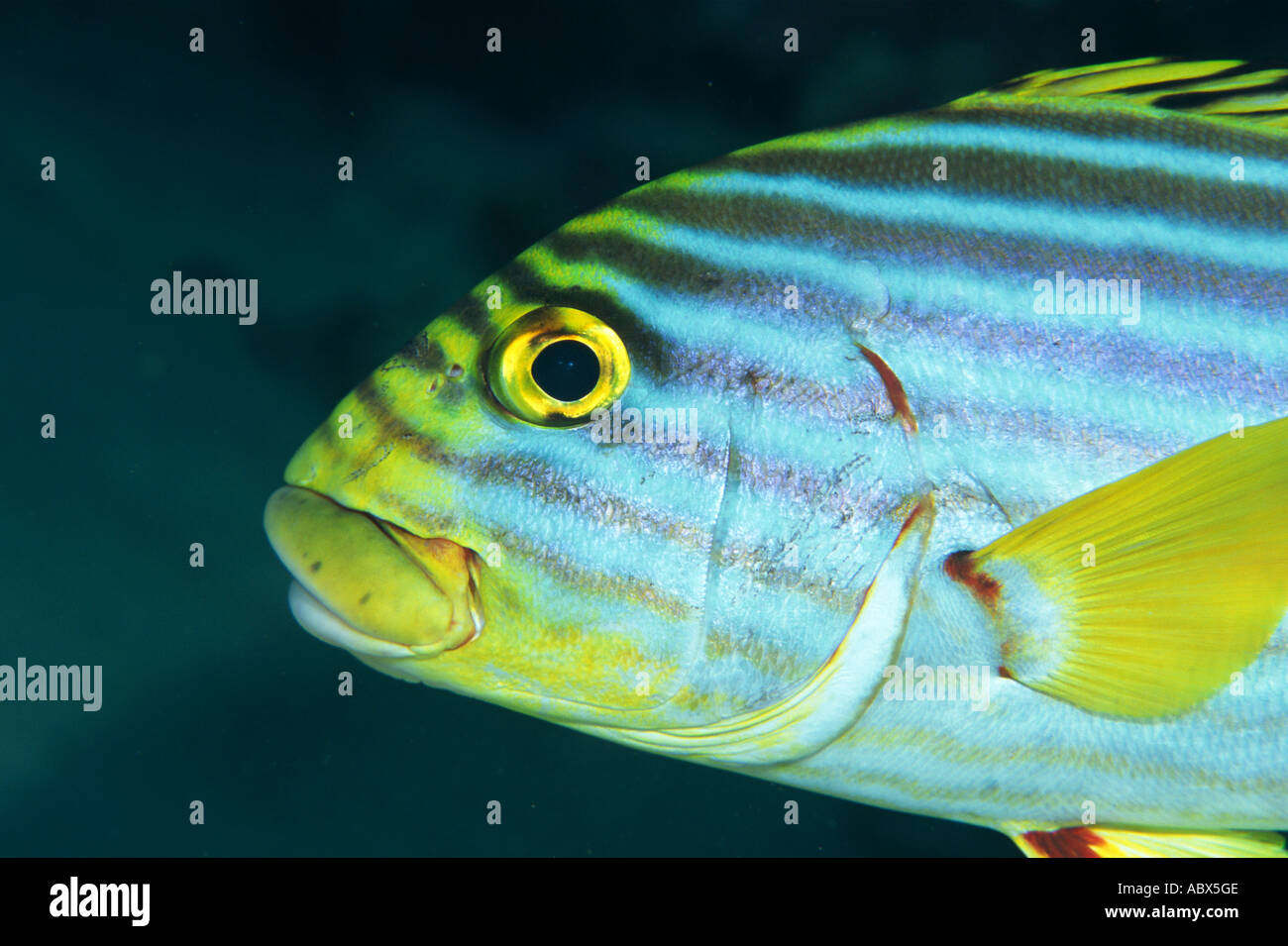 Sweet lips fish hi-res stock photography and images - Alamy