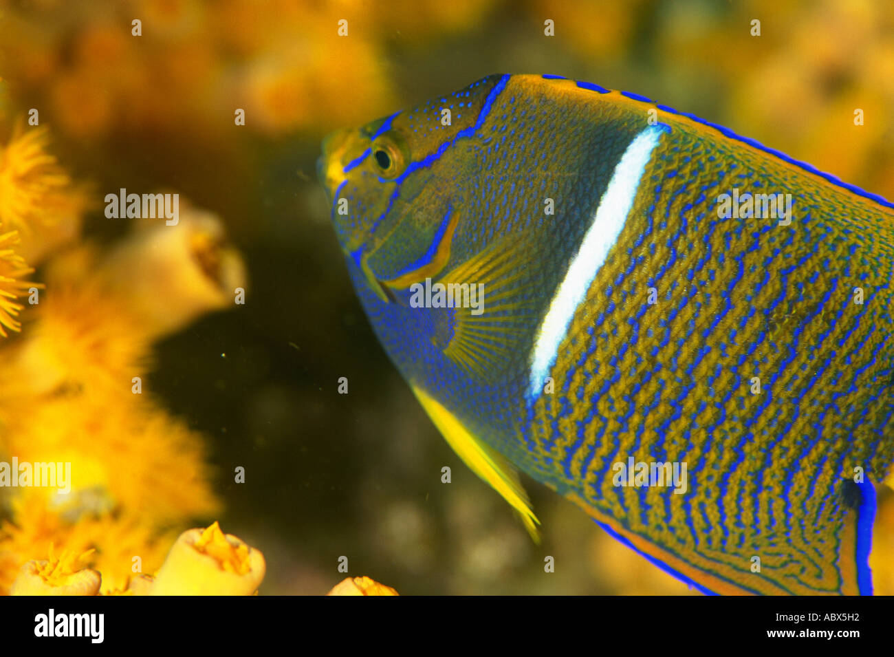 King angelfish hi-res stock photography and images - Alamy