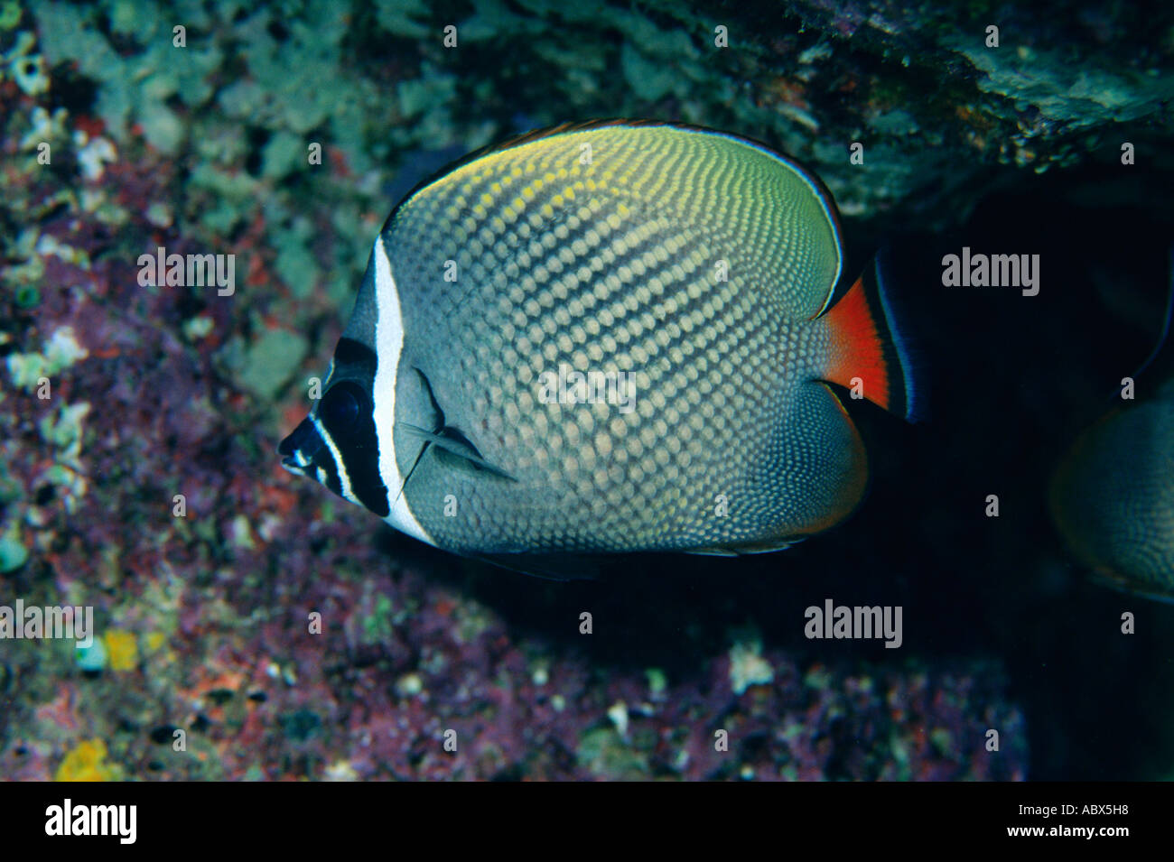 Butterfly fin hi-res stock photography and images - Alamy