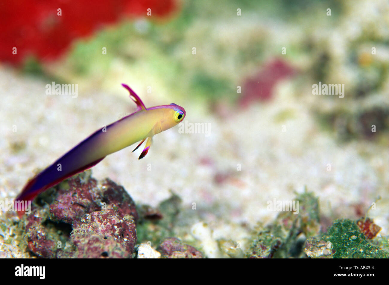Close up of a purple fire goby Maldives Stock Photo - Alamy