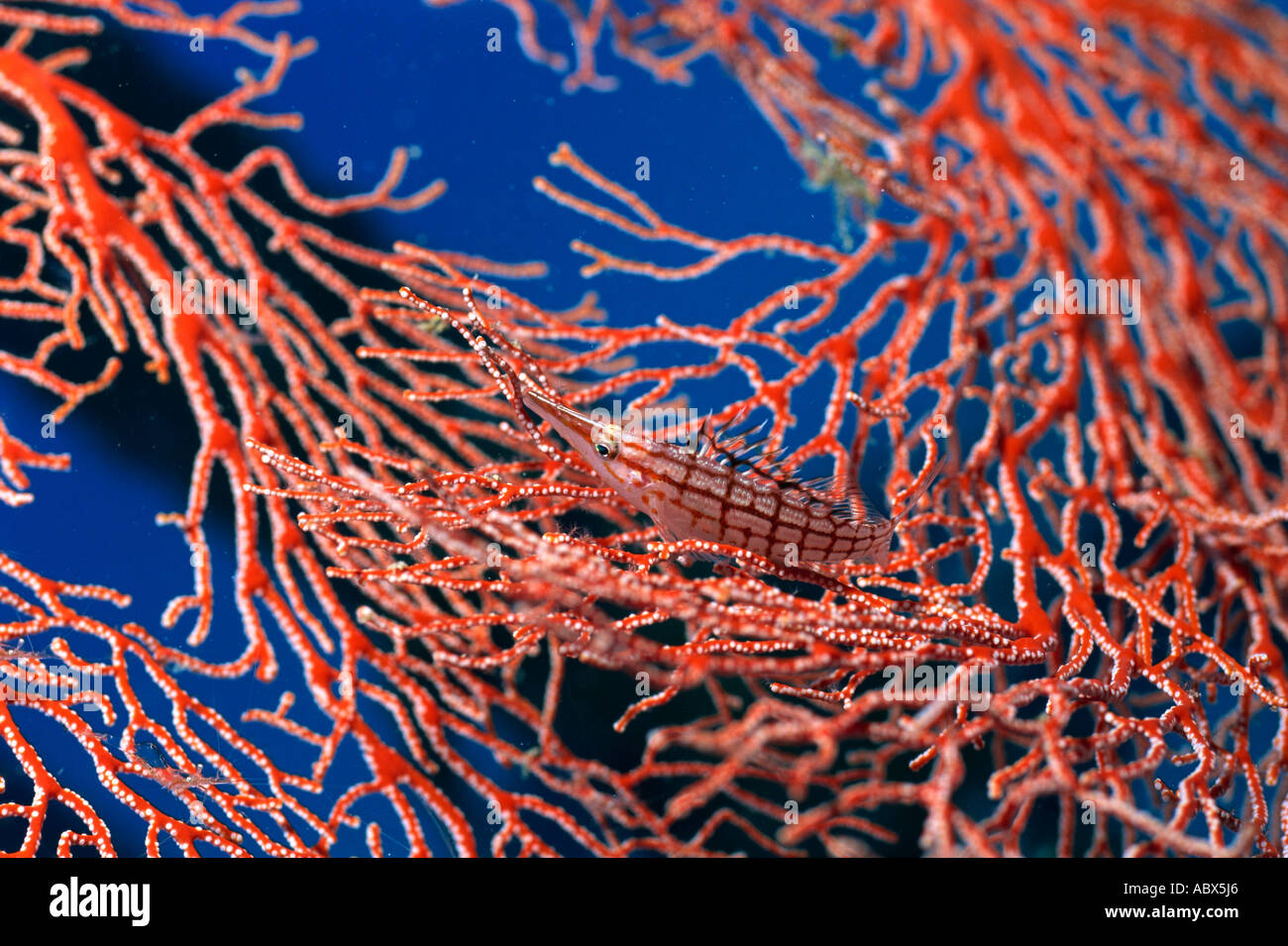 Close up of a long nose hawk fish Okinawa Japan Stock Photo - Alamy