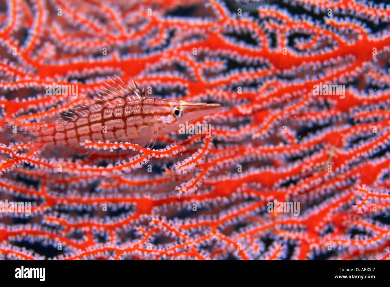 Long pointed nose hi-res stock photography and images - Alamy