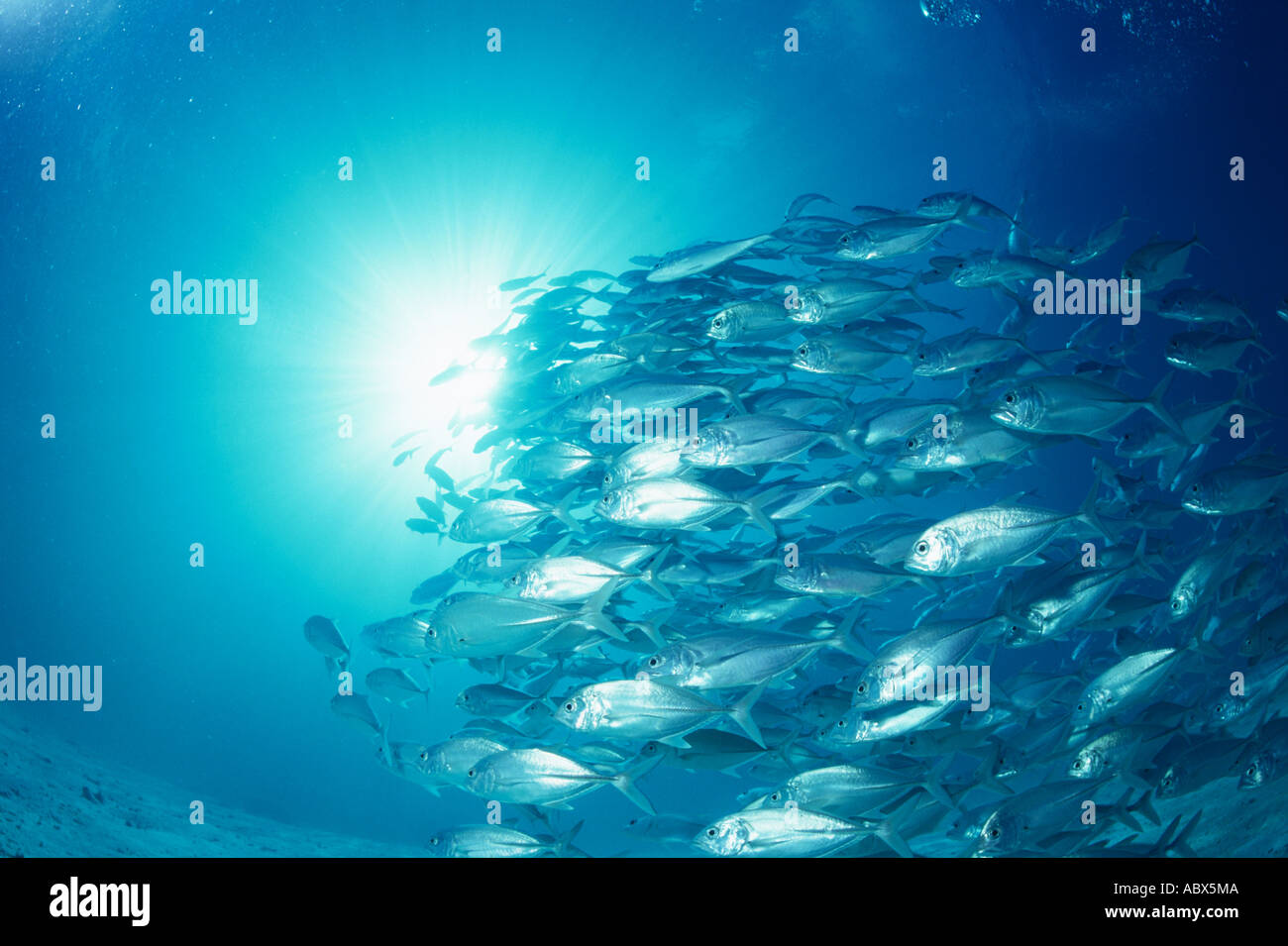 Large group of Bigeye fish swimming underwater Maldives Stock Photo - Alamy