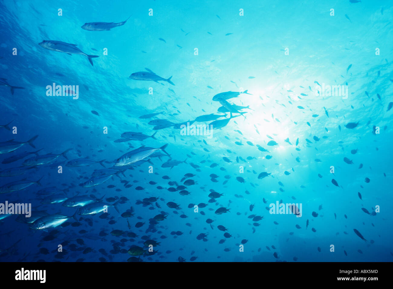 Large group of Bigeye fish swimming underwater Maldives Stock Photo - Alamy