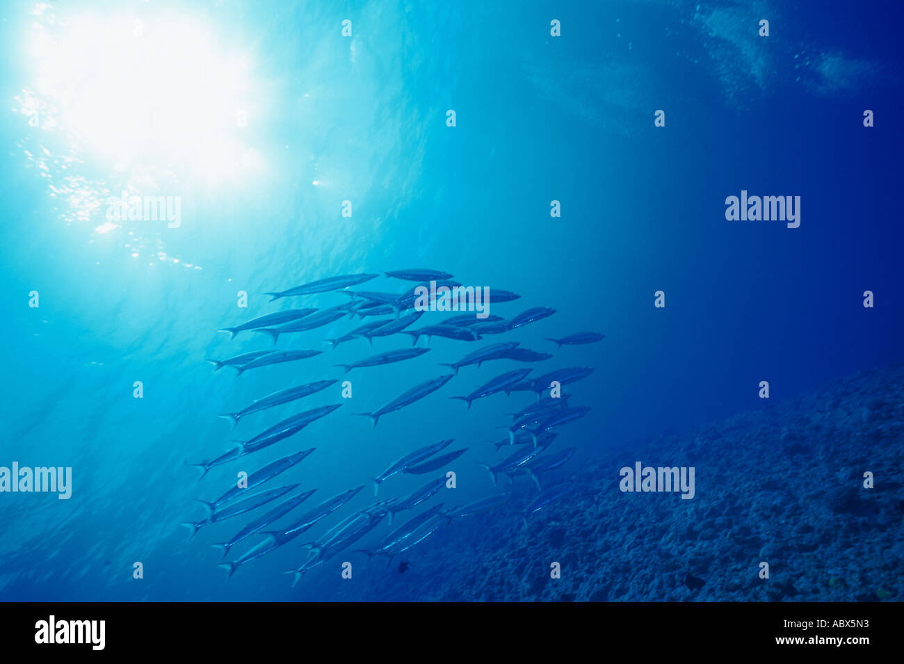 Large group of Barracuda fish swimming underwater Okinawa Japan Stock ...