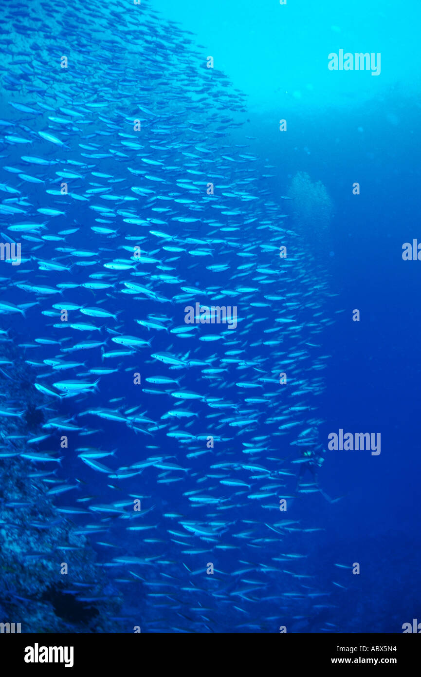 Fusiller hi-res stock photography and images - Alamy