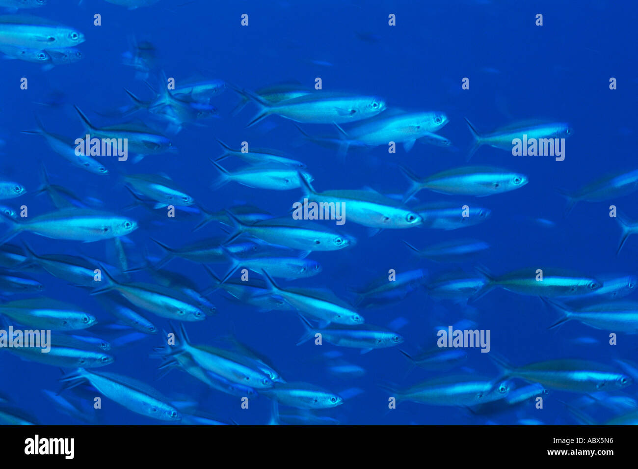 Large group of Bartail Fusiller fish swimming underwater Maldives Stock ...