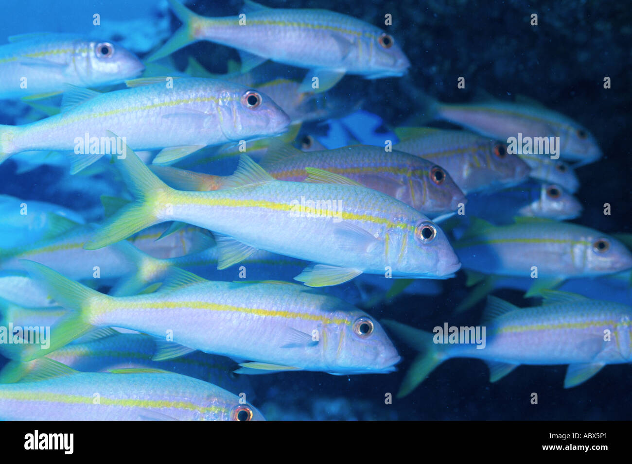 Large group of Yellowfin Goatfish swimming underwater Midway USA Stock ...