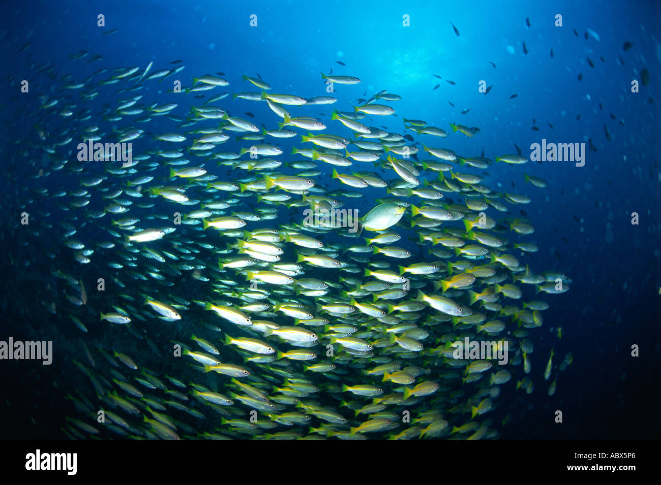 Large group of Bigeye Snapper fish swimming underwater Thailand Stock ...