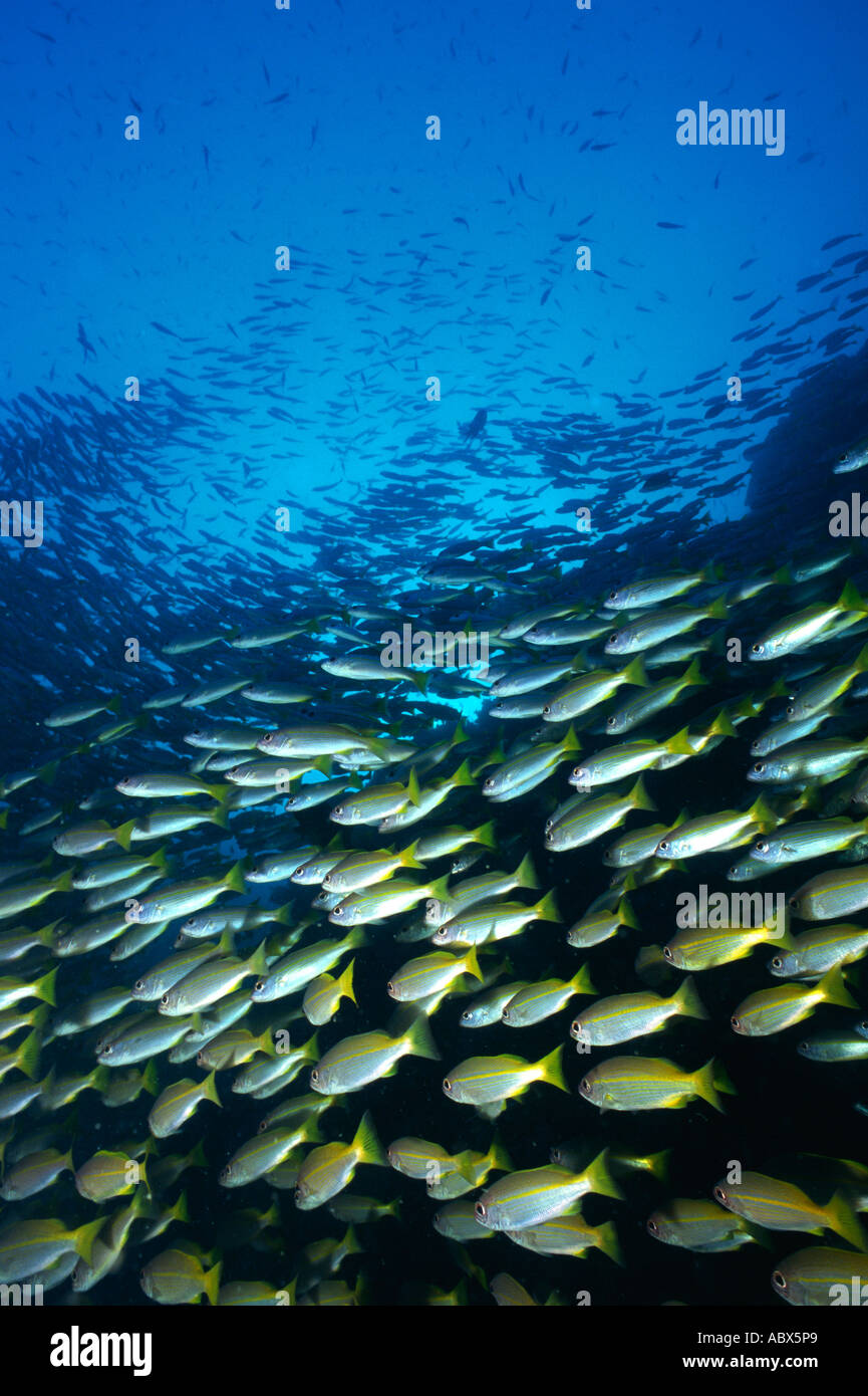 Large group of Bigeye Snapper fish swimming underwater Thailand Stock ...