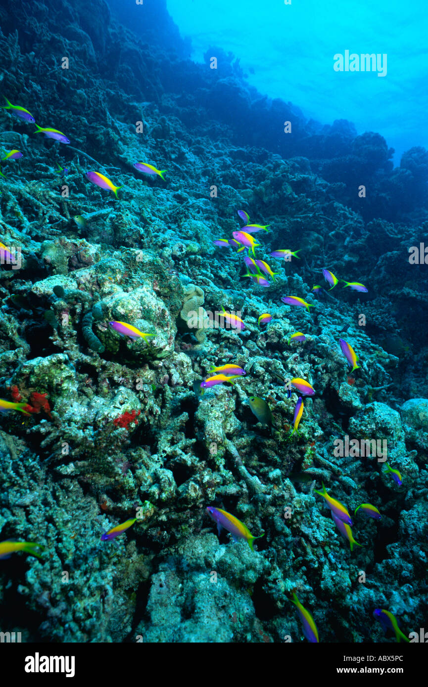 Large group of small colorful fish swimming underwater Maldives Stock ...