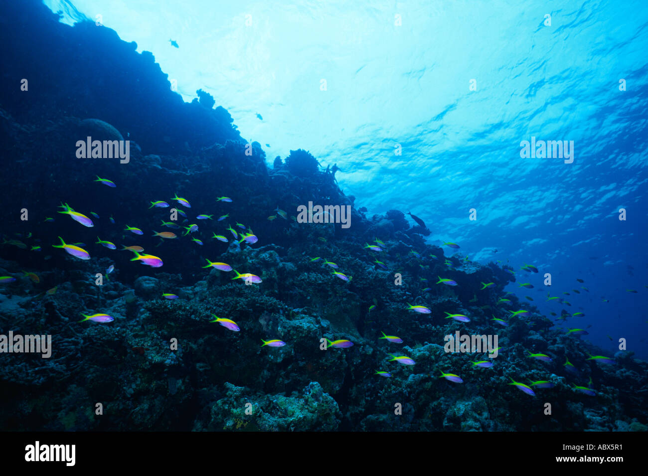 Large group of small colorful fish swimming underwater Maldives Stock ...