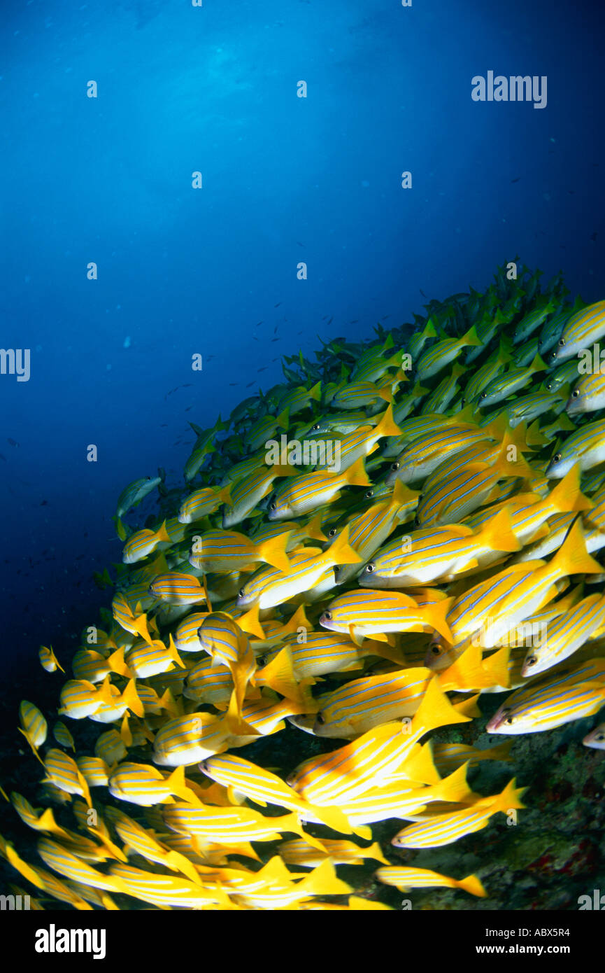 Large group of Blue lined Snapper fish swimming underwater Maldives ...