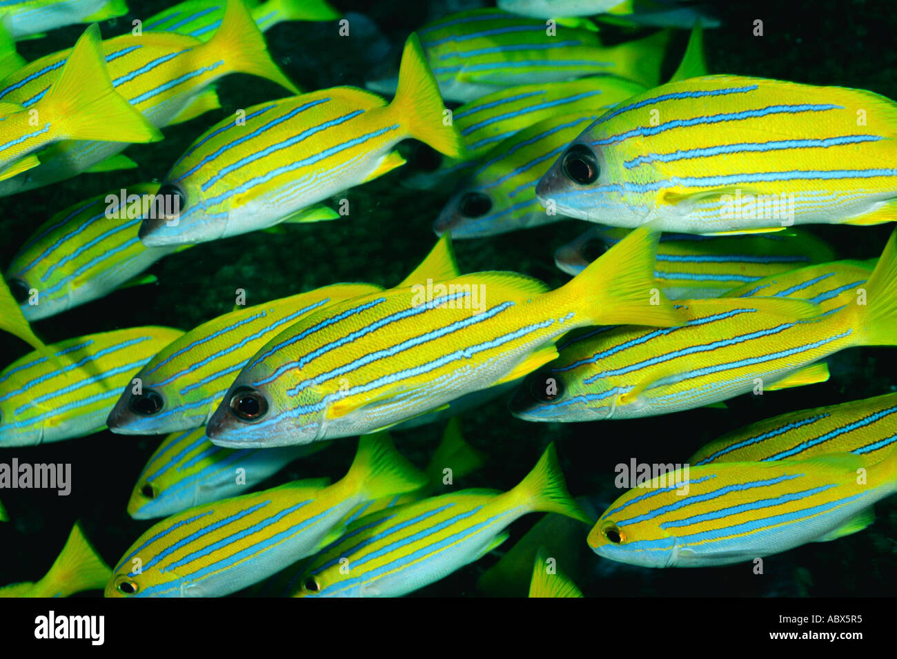 Close up of Blue lined Snapper fish swimming underwater Maldives Stock ...