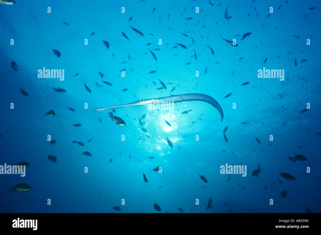 Blue cornetfish hi-res stock photography and images - Alamy