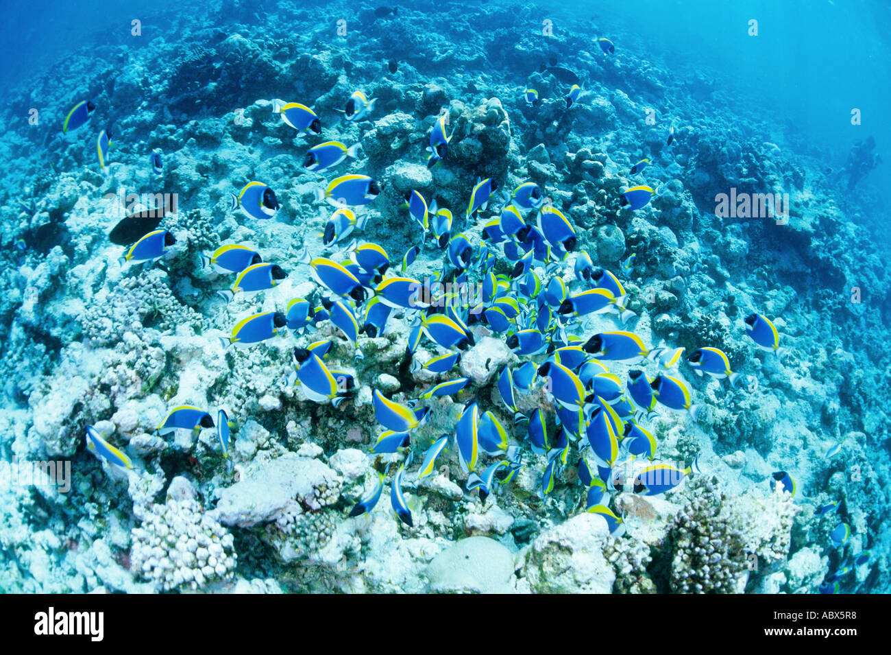Large group of Powder Blue Surgeonfish swimming underwater Maldives ...