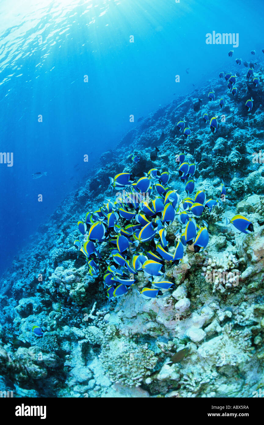 Large group of Powder Blue Surgeonfish swimming underwater Maldives ...