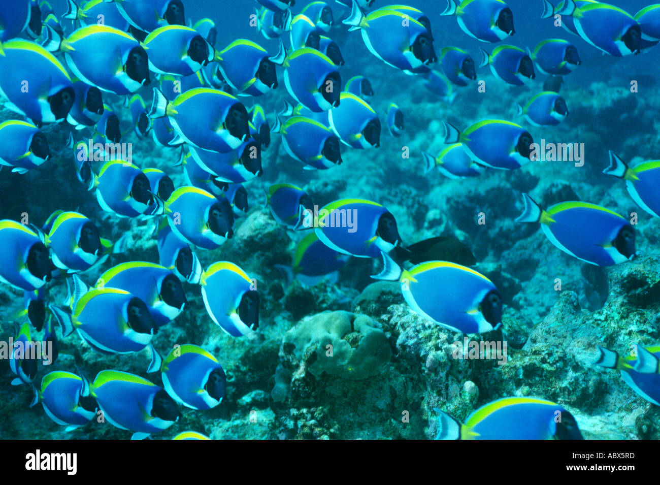 Large group of Powder Blue Surgeonfish swimming underwater Maldives ...