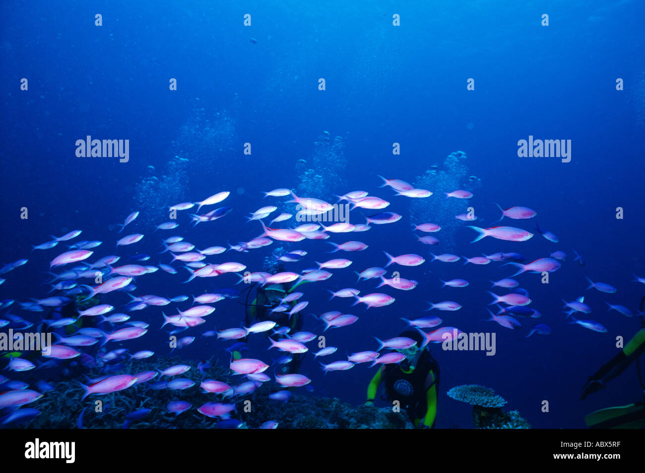 Large group of purple queen fish swimming underwater Philippines Stock ...