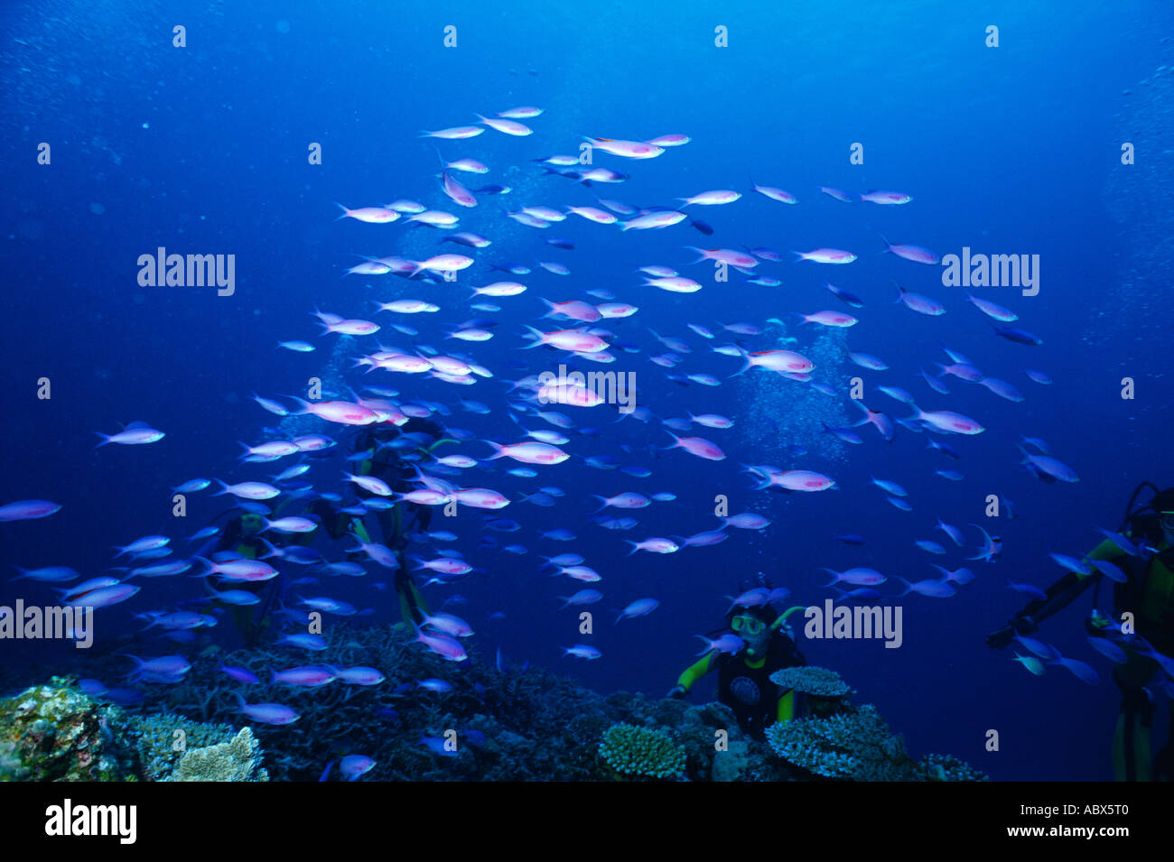 Large group of purple queen fish swimming underwater Philippines Stock ...