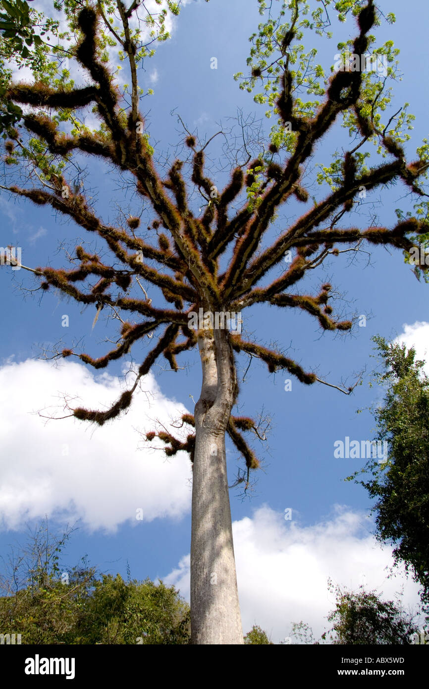National tree called Kapok or Keiba Tree in Mayan Ruins at Tikal ...