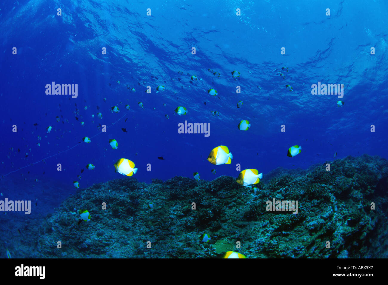 Large group of Pyramid Butterflyfish swimming underwater Okinawa Japan ...