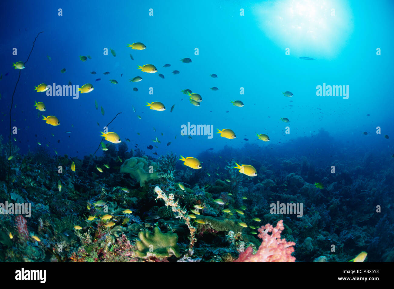 Large group of Ocellated Orange fish swimming underwater Philippines ...