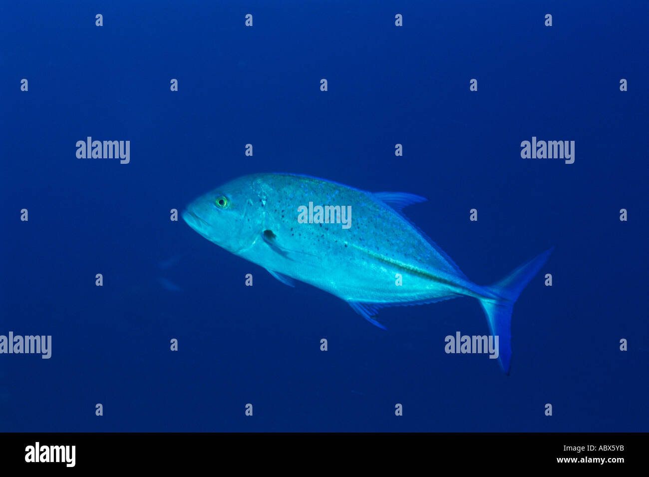Side view of a blue fin fish swimming underwater Midway USA Stock Photo ...