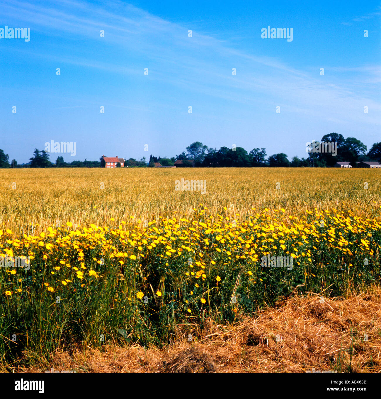Suffolk landscape hi-res stock photography and images - Alamy