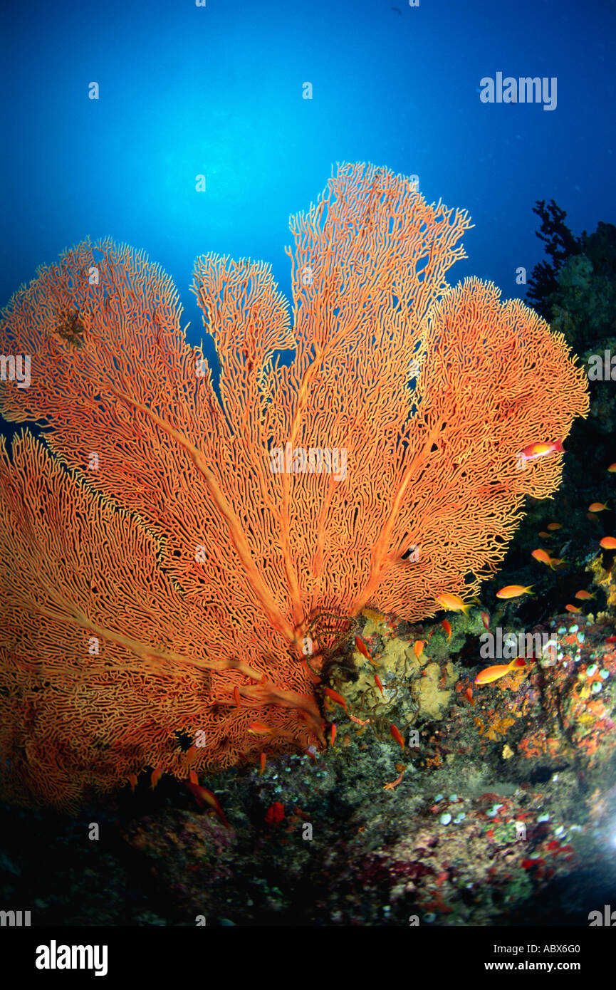 Coral flower in Maldives Stock Photo - Alamy