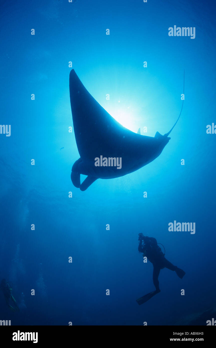 Low angle view of a manta ray swimming underwater Maldives Stock Photo ...