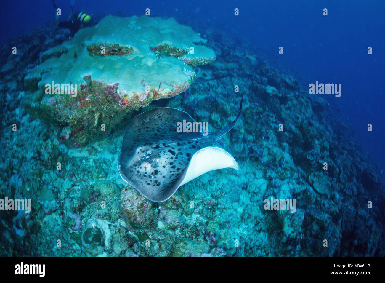 High angle view of a Blotched Fantail Ray swimming underwater Maldives ...