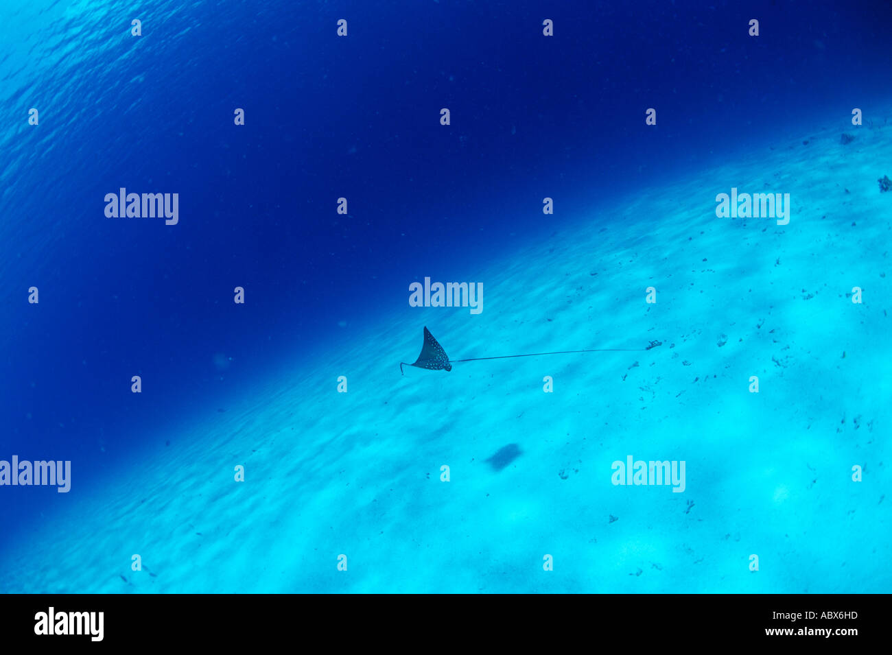 Eagle rays maldives hi-res stock photography and images - Alamy