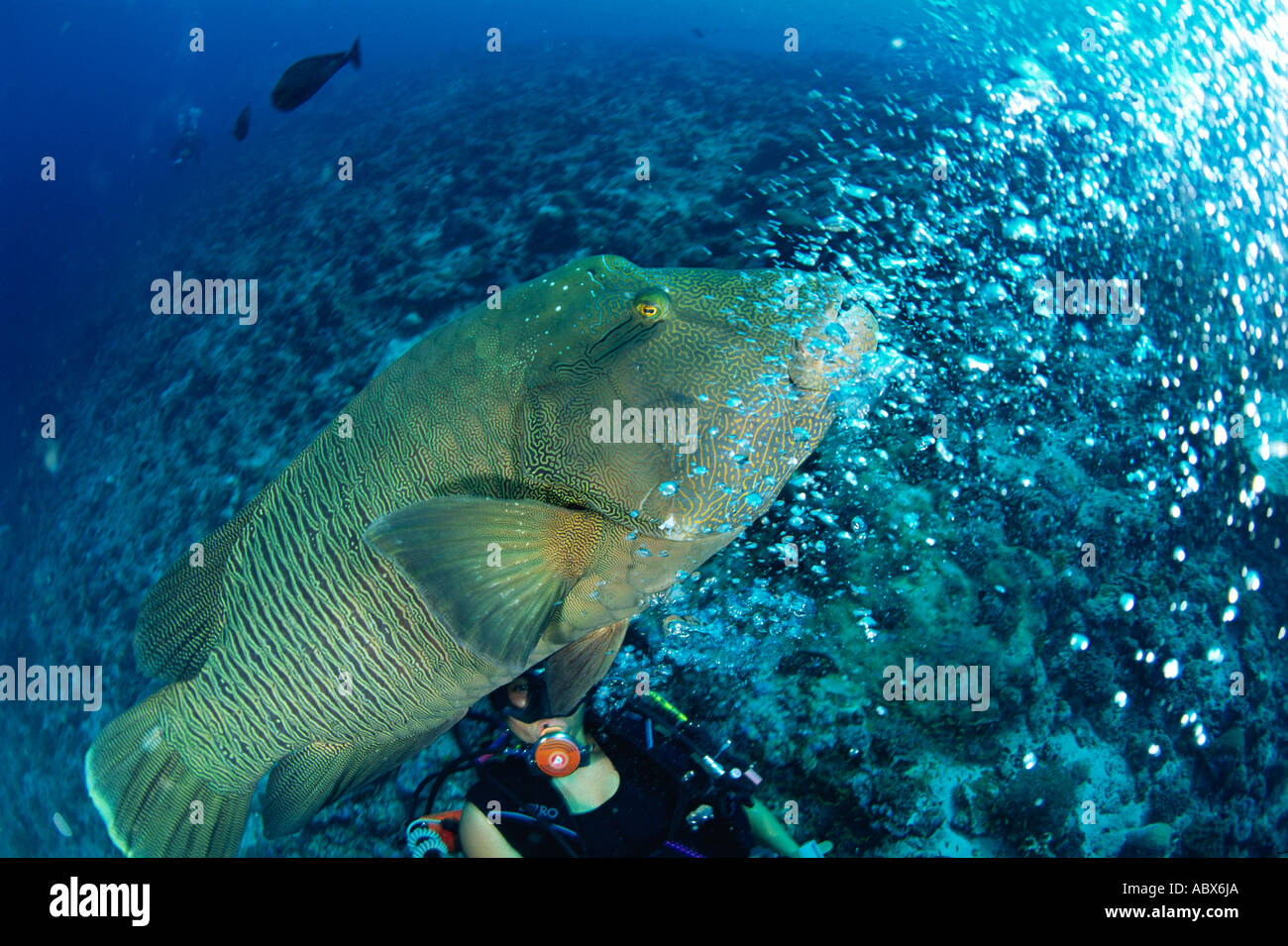 Side view of a Napoleonfish swimming underwater Maldives Stock Photo ...