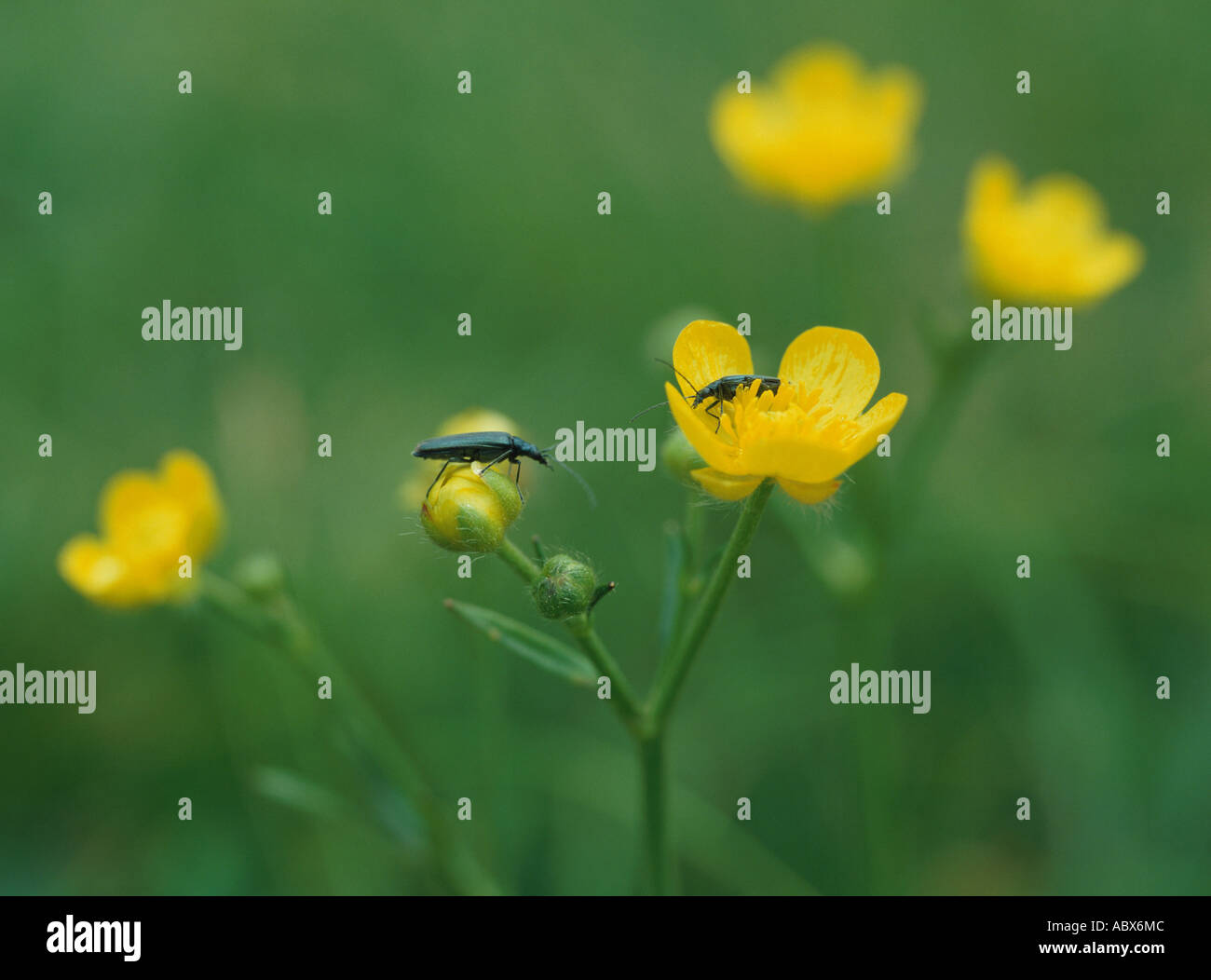 Insects on ranunculus japonicus Stock Photo - Alamy