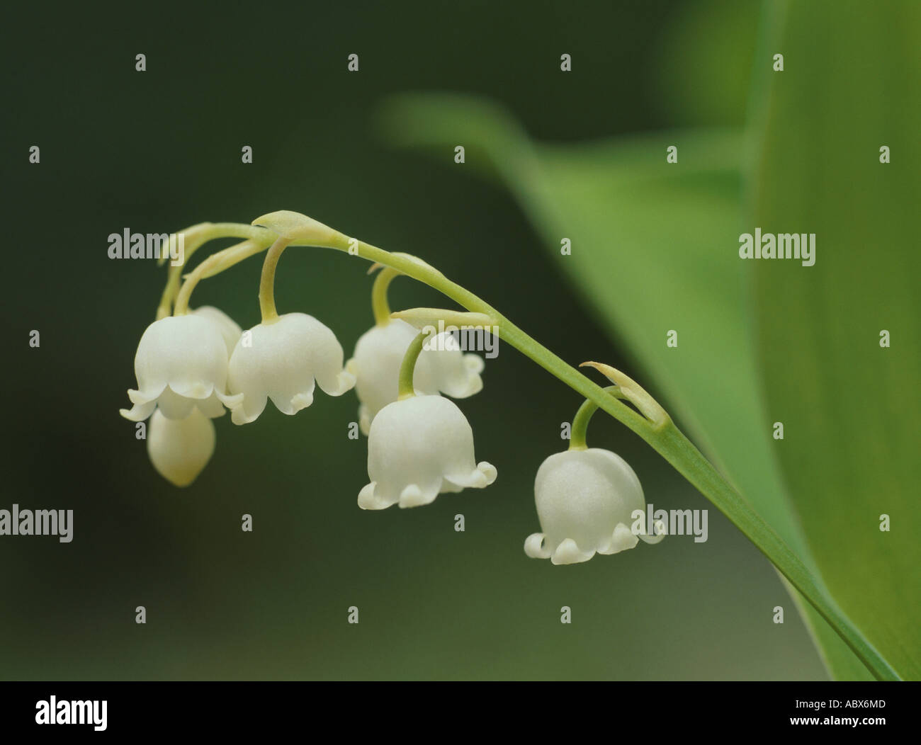 Lily bell hi-res stock photography and images - Alamy