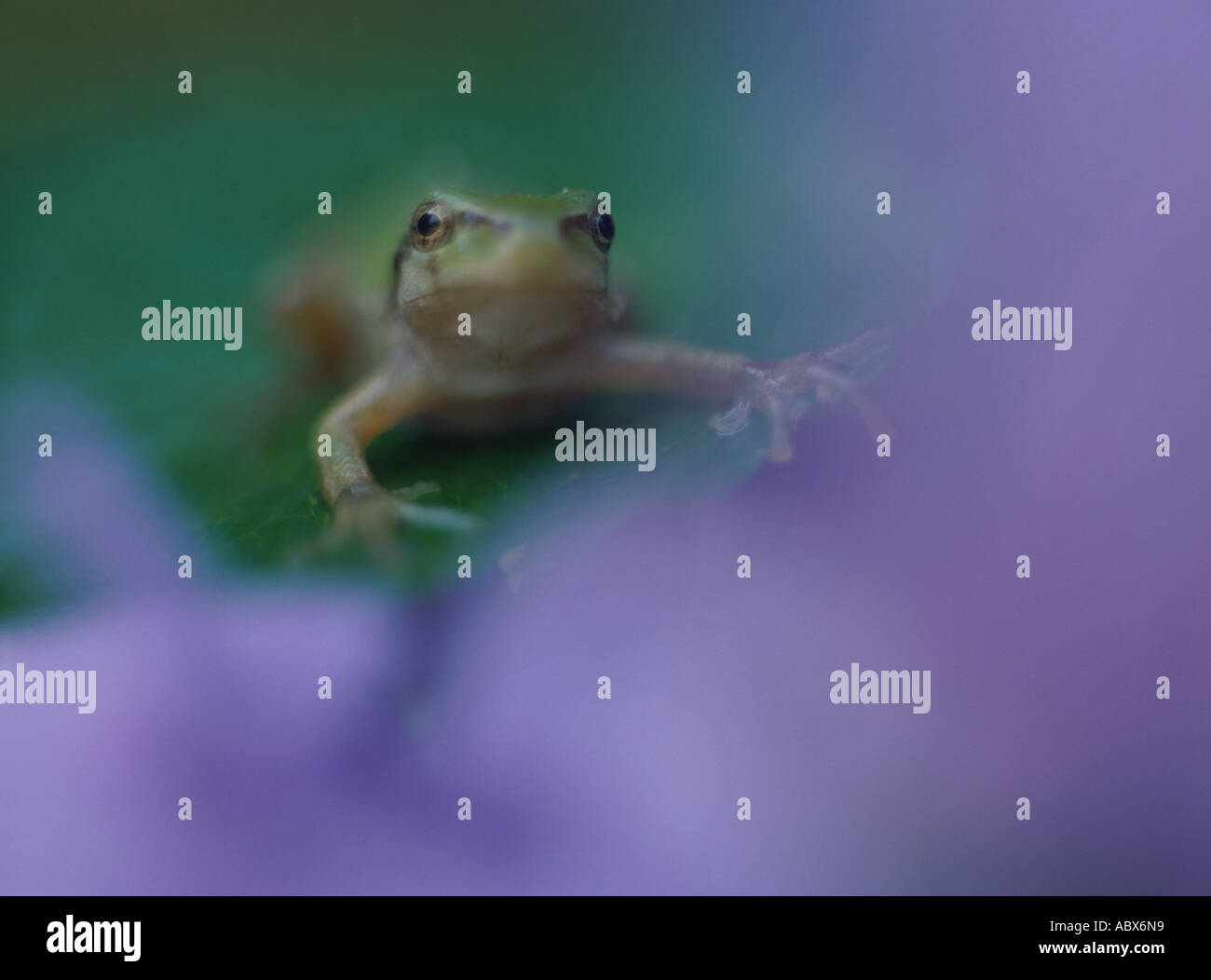 Tree frog close up Stock Photo - Alamy