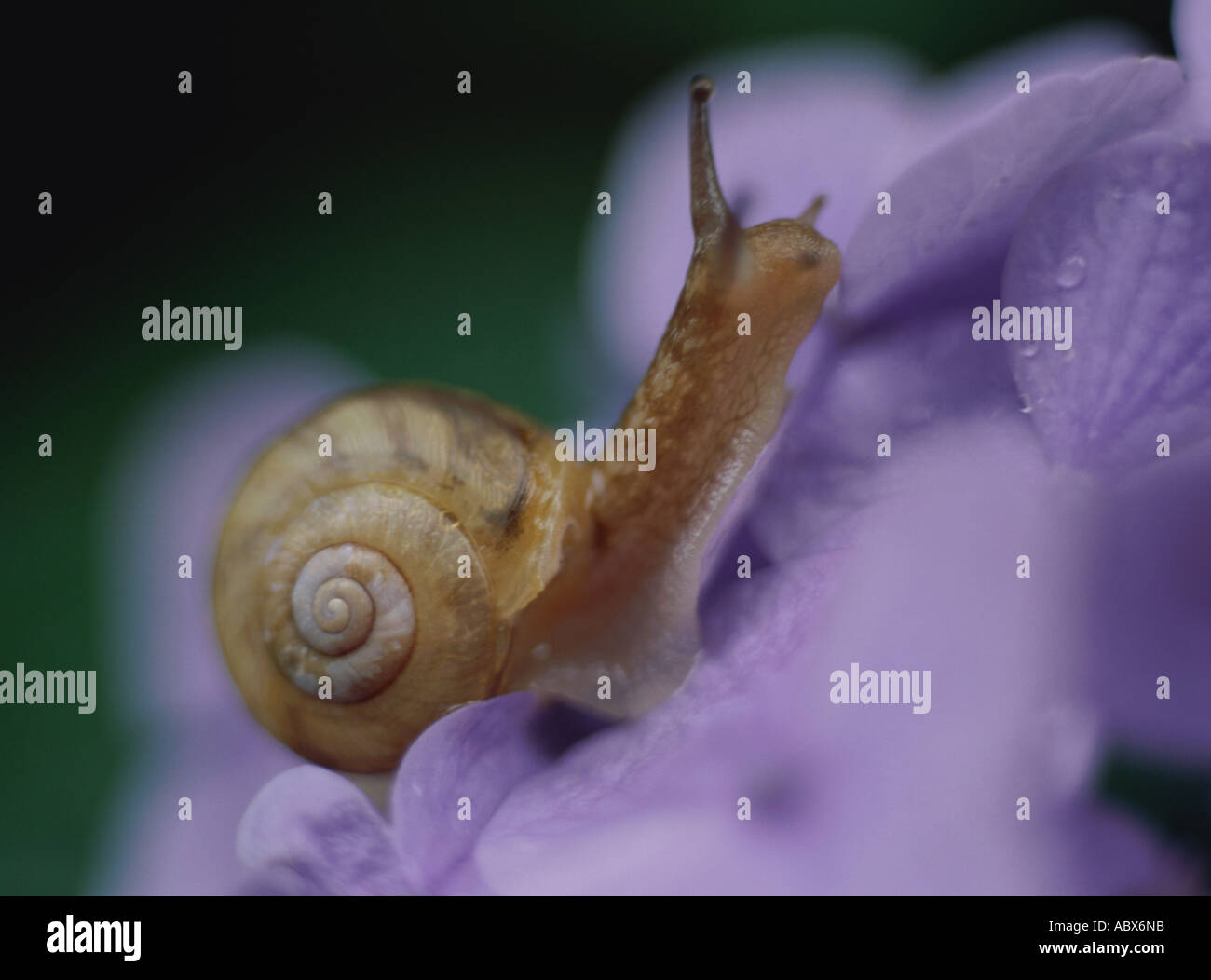 Snail close up Stock Photo - Alamy