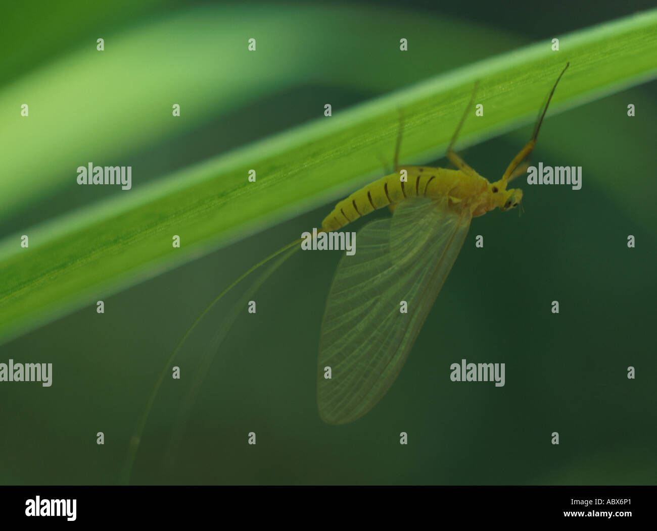 Mayfly close up Stock Photo - Alamy
