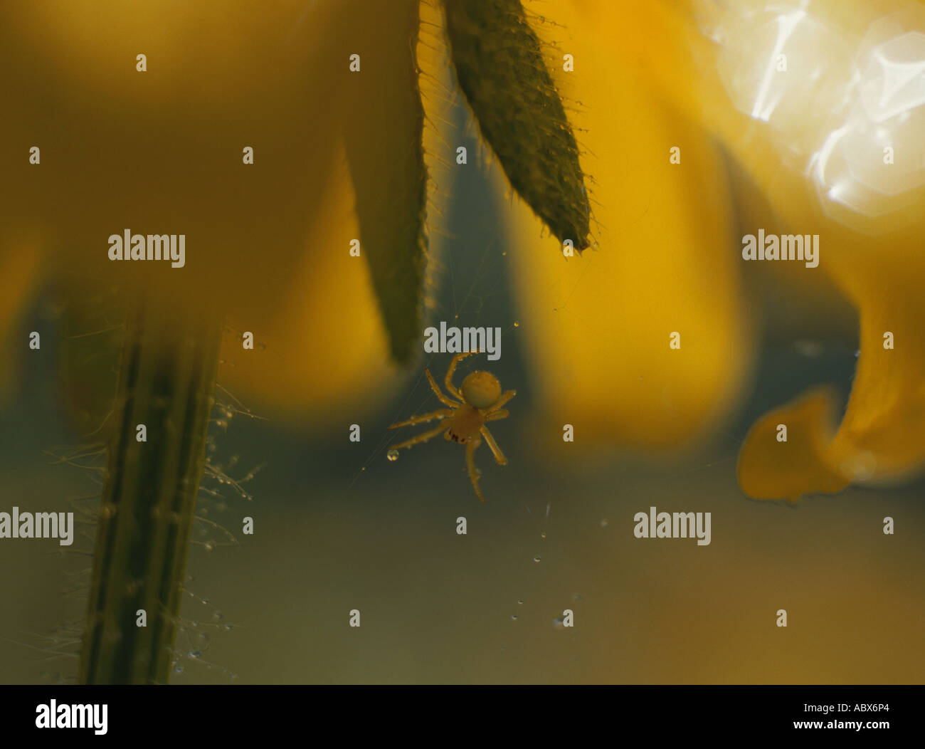 Spider Misumenops tricuspidatus Stock Photo - Alamy