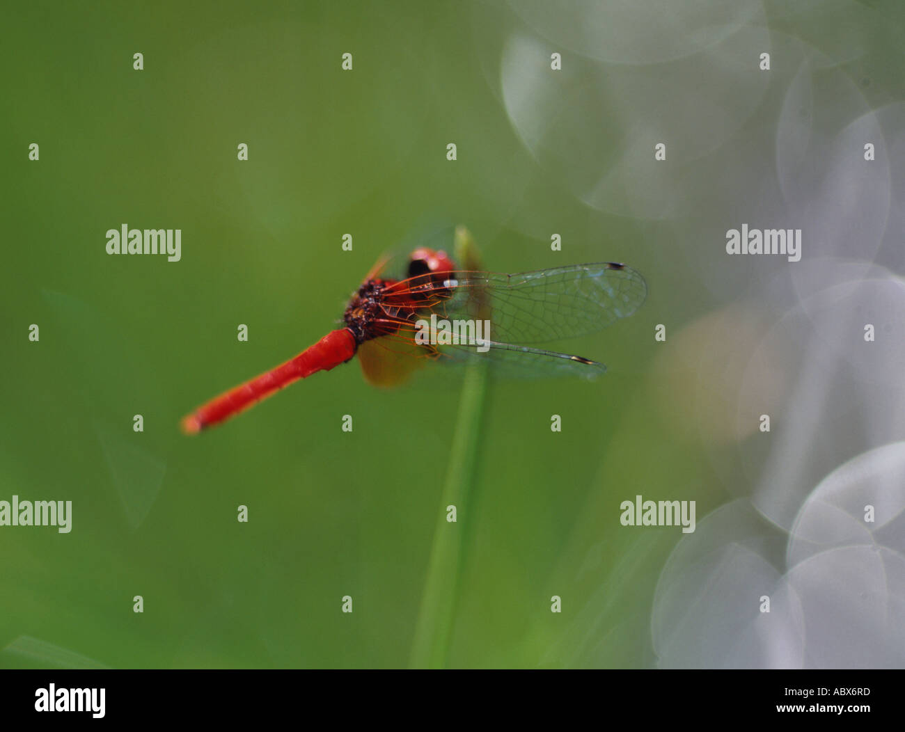 Dragonfly japan hi-res stock photography and images - Alamy