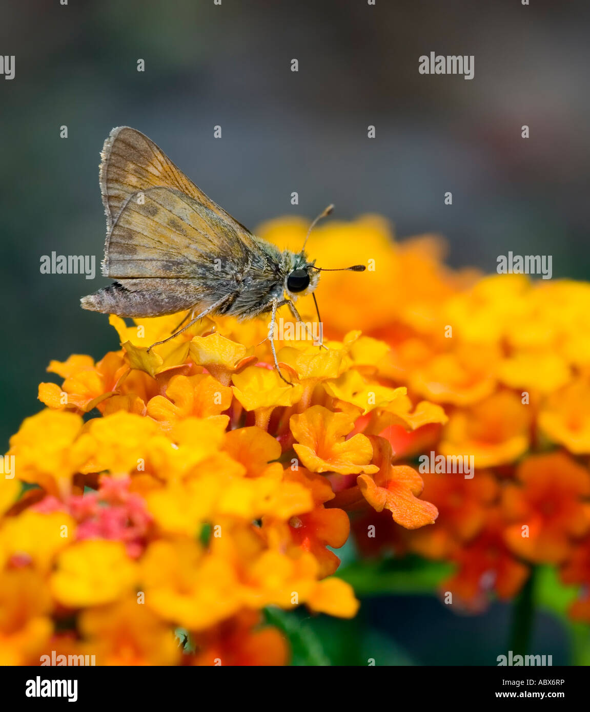 Skipper Butterfly (Hesperiidae) on Lantana. Oklahoma, USA Stock Photo ...