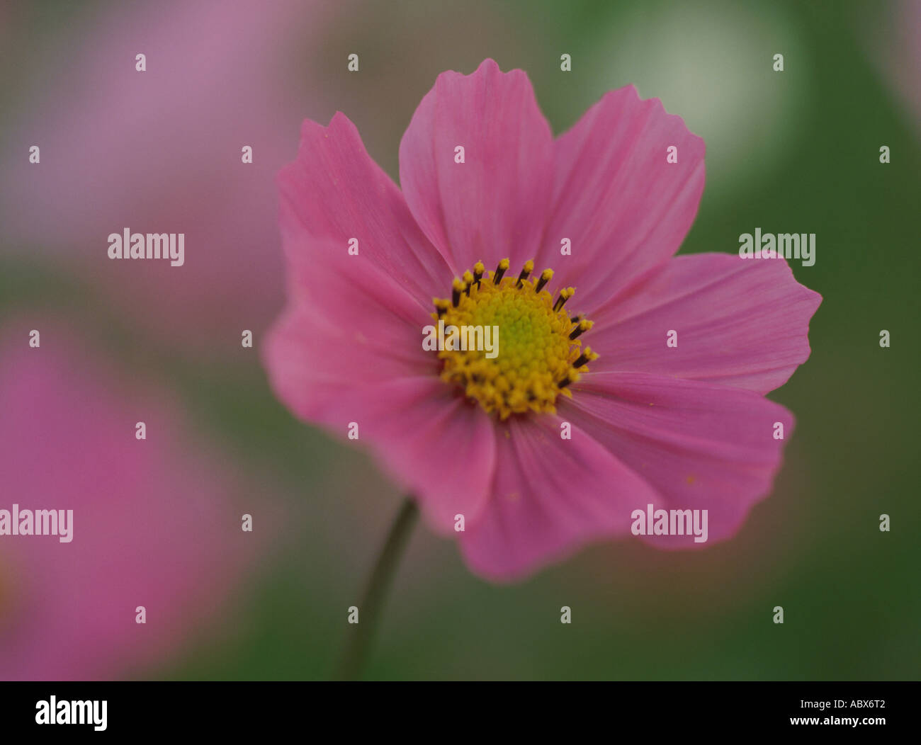 Close up cosmos flower hi-res stock photography and images - Alamy