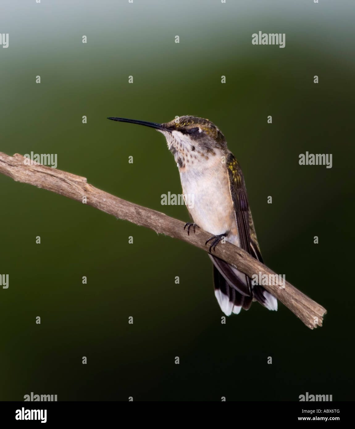 Sleeping Ruby-Throated Hummingbird, Archilochus colubris, sleeping on a ...
