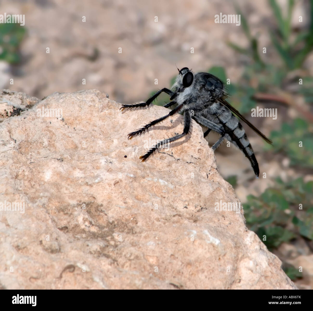 A Robber Fly or Assassin Fly, Asilidae. Found in New Mexico, USA Stock ...