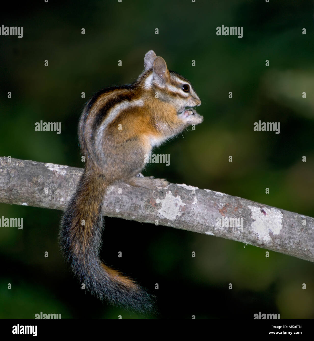Yellow-pine Chipmunk, Neotamias amoenus, eating. Oregon, USA Stock ...